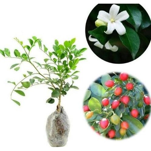 Jual Bibit Tanaman Bunga Kemuning terbaru | Shopee Indonesia