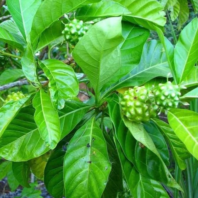 Jual POHON Bibit Tanaman Mengkudu Pace Pohon Buah Cangkudu Tanaman ...