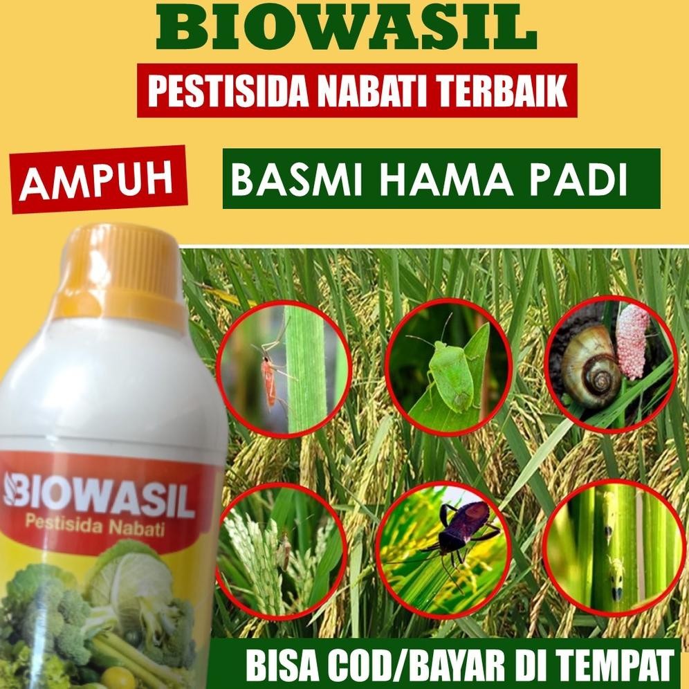 Jual OBAT HAMA ULAT PADI SUNDEP BELUK isi 500 ML BIOWASIL - Obat Hama Padi Terbaik, Obat Premium ...