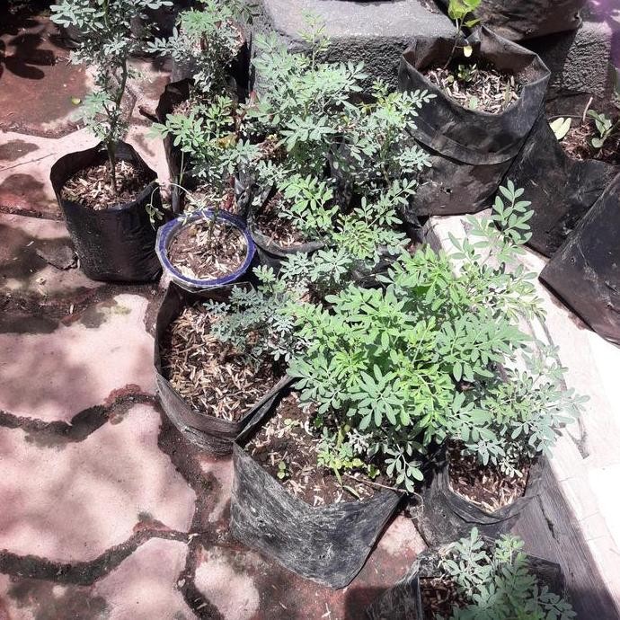 Jual bibit tanaman herbal inggu, caocao, rue, godong minggu, aruda ...