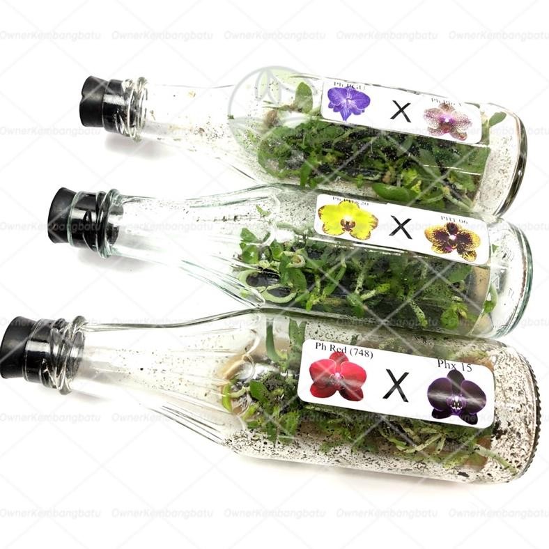 Jual BIBIT ANGGREK BULAN BOTOL | anggrek bulan botol | anggrek bulan ...