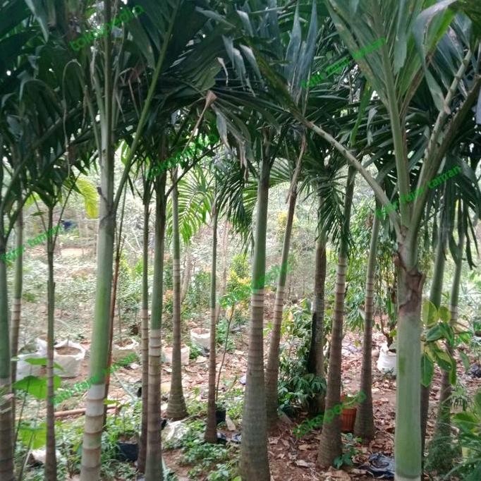 Jual Terlaris Pohon Palm Raja Tinggi 2 M - 5 M Daun / Roystonea Regia ...