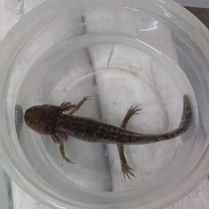 Jual Mainan Ikan Axolotl Juve Marble Uk 10-12Cm (Dogfish / Salamander ...