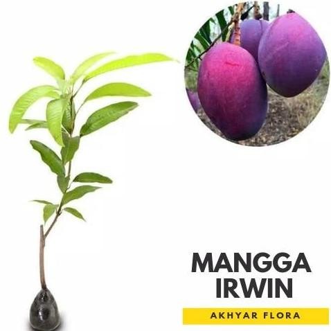 Jual PREMIUM Bibit Mangga Irwin Tanaman Buah Mangga Irwin Erwin Mangga ...