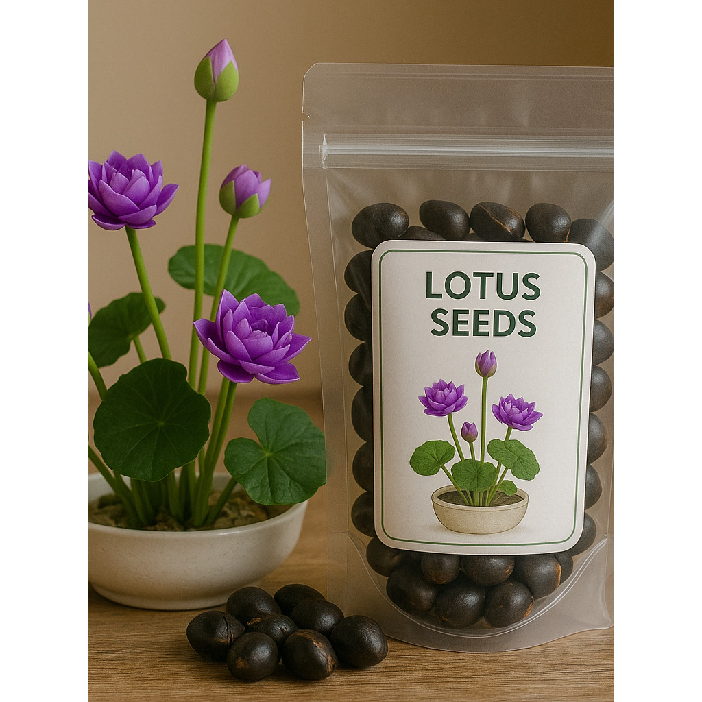 Jual CHAKRA SEEDS - Benih Bibit Biji Bunga Lotus Teratai Lotus 15 Butir ...