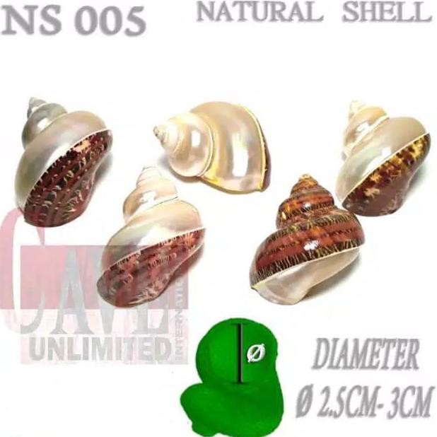 Jual NS005 cangkang shell rumah kelomang keong umang kumang natural ...