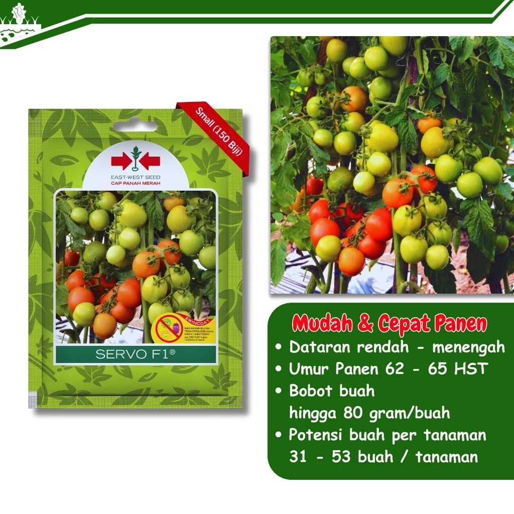 Jual Benih Tomat Servo F1 Hibrida 150 Biji Panah Merah - Benih Unggul ...