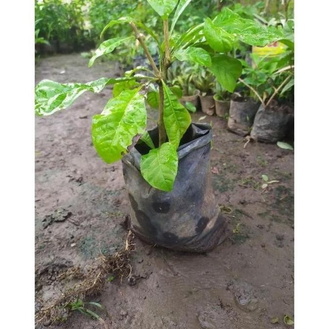 Jual POHON THE BEST BIBIT TANAMAN BUAH MAJA MOJO MOJOPAHIT FULL BISA ...