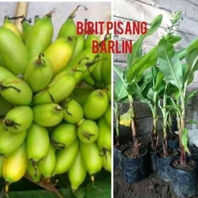Jual bibit tanaman buah pisang ulin marlin barlin pohon di dalam pot ...