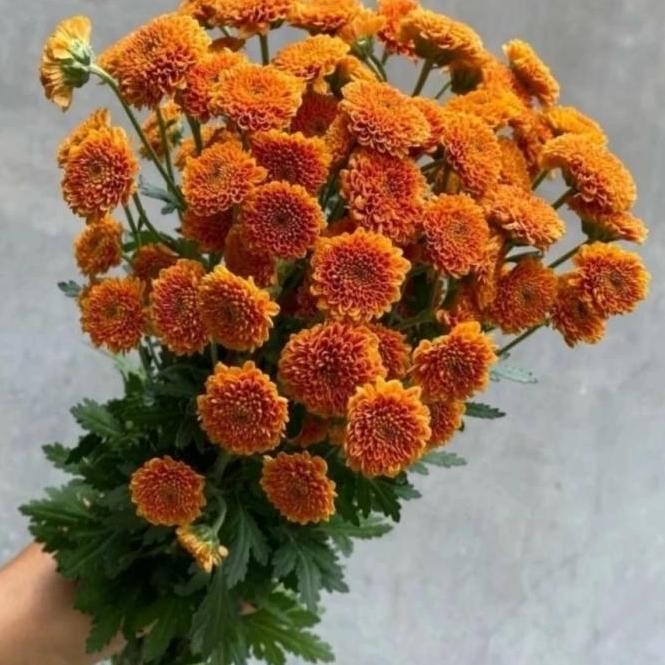 Jual Bunga Calimero / Aster Spray per 10 tangkai bunga fresh | Shopee ...