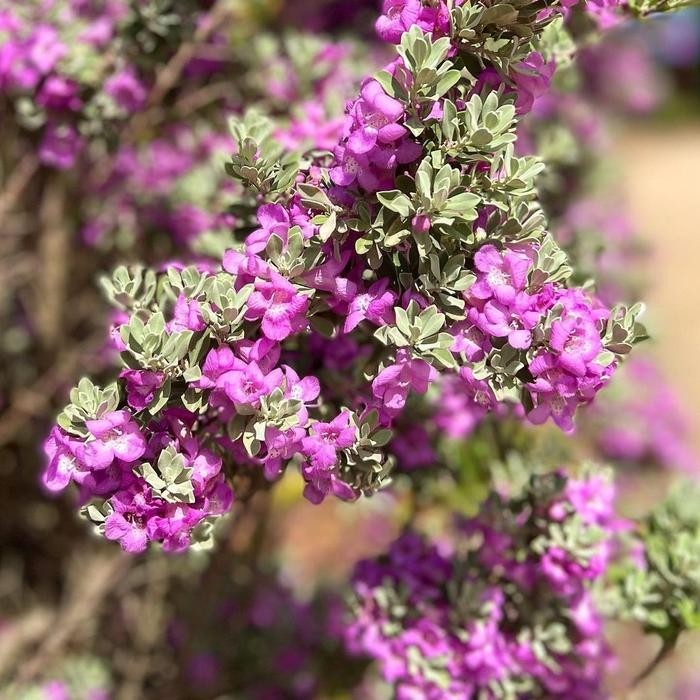 Jual Bibit Tanaman Ijo Perak Bunga Ungu Texas Sage Leucophyllum ...