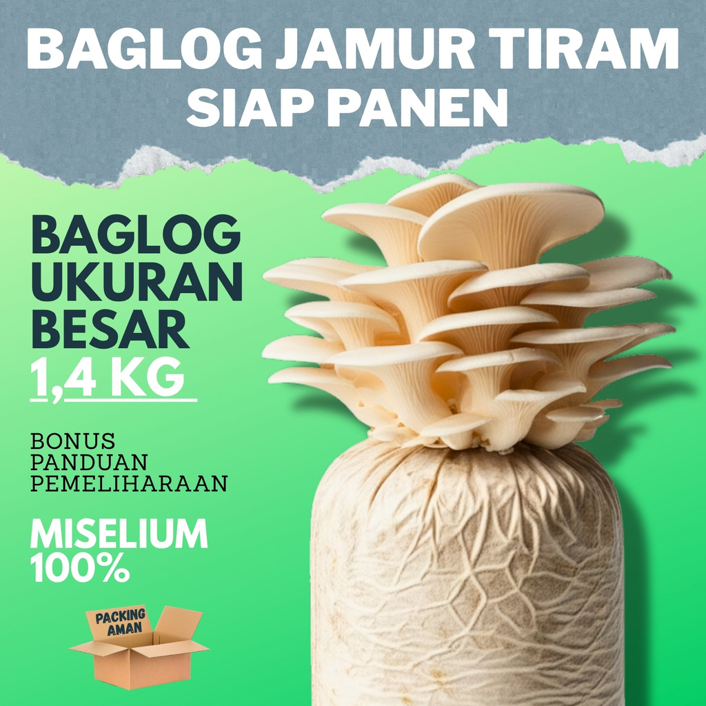Jual Baglog Jamur Tiram Putih Siap Panen 1,4 KG Grade A F3 Bibit Jamur ...