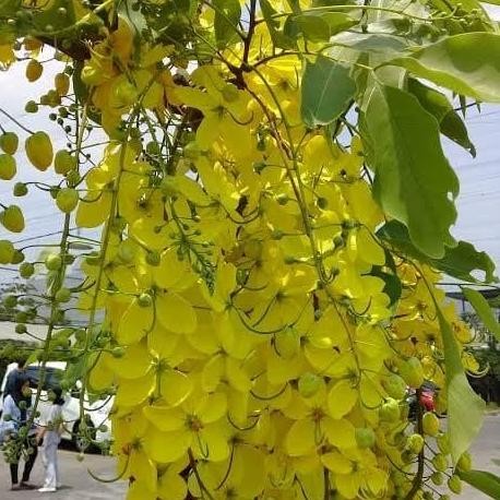 Jual BEBAS ONGKIR - Pohon cassia fitsula - Tanamam cassia fitsula ...