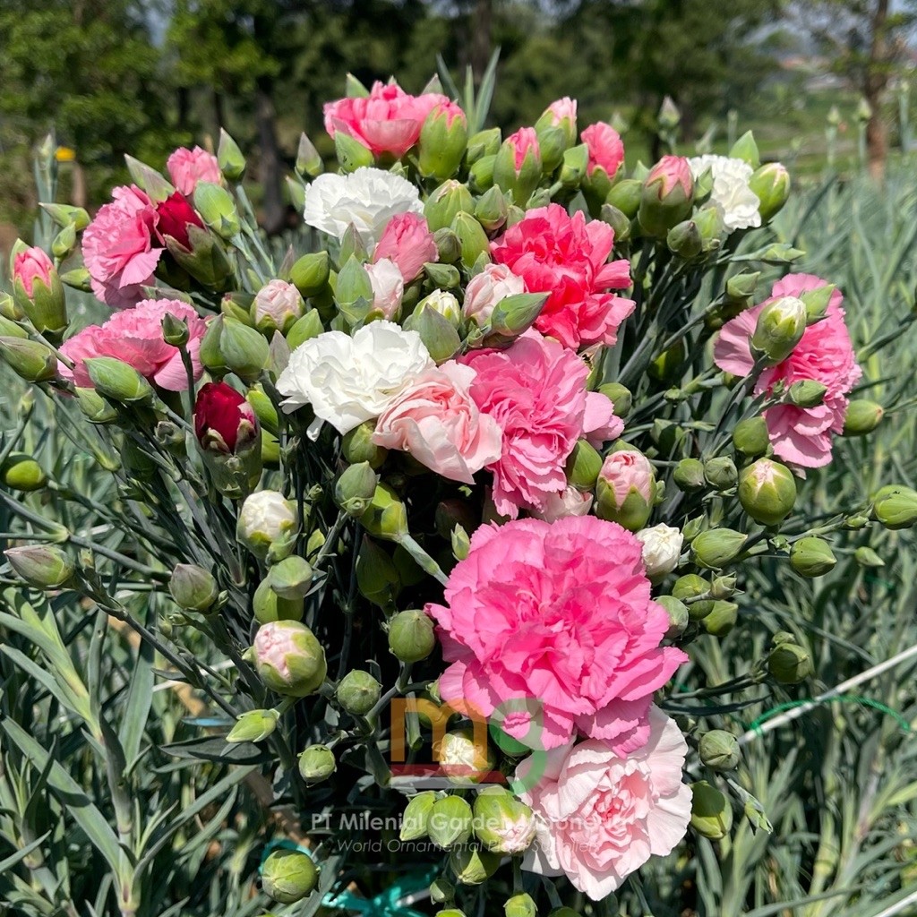 Jual Di panen langsung ️ ️ ️ bunga potong carnetion fresh flowers ...