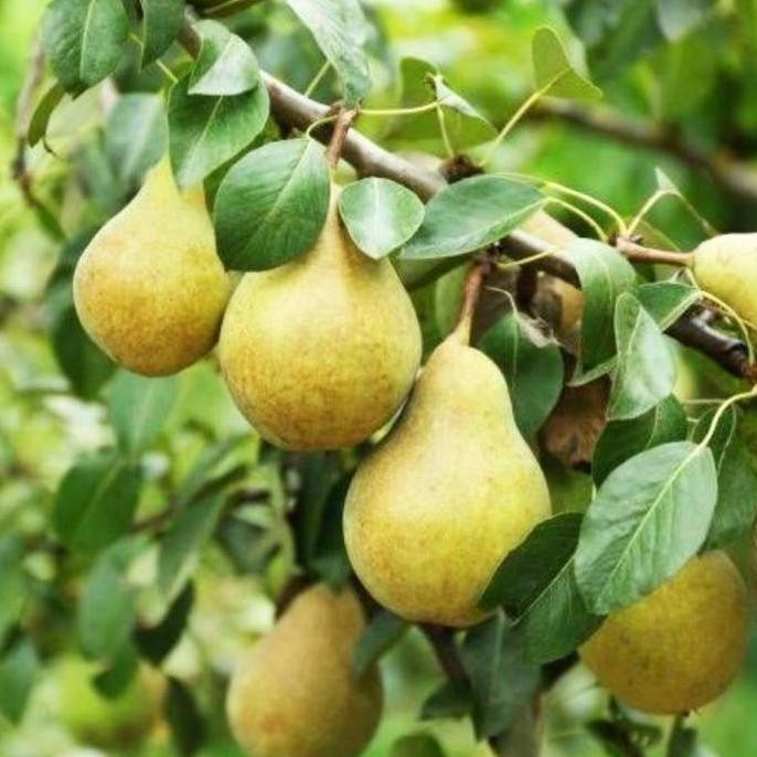 Jual Bibit Tanaman Buah Pir Kuning Cangkok Lebih Cepat Berbuah Pohon ...