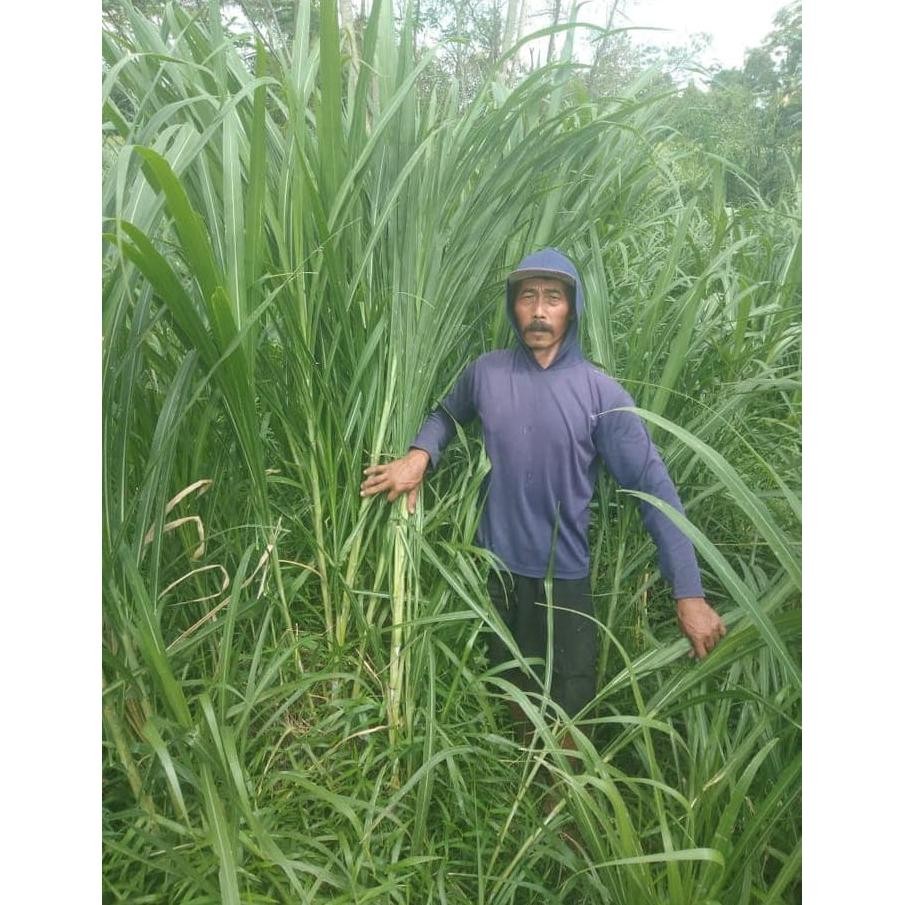 Jual Hot Viral Bibit Kolonjono Rumput Raja King Grass Perkilo Tumbuhan ...