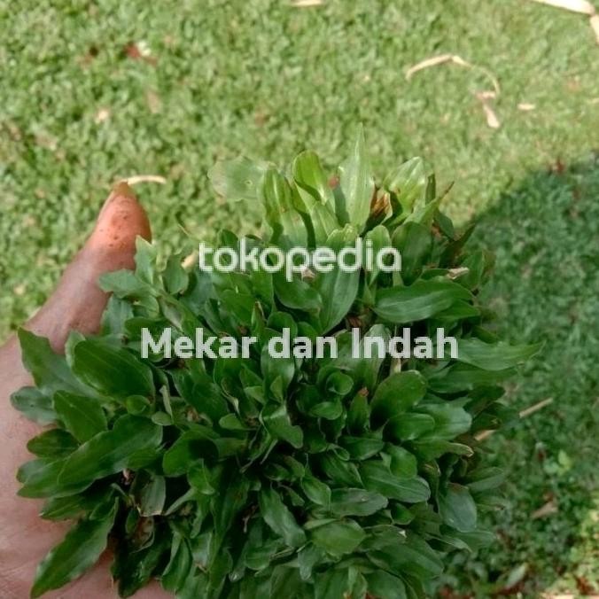 Jual rumput gajah mini 1 karung besar isi 2 m2 | Shopee Indonesia