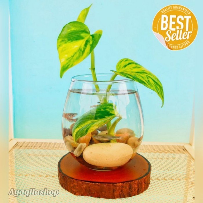 Jual VAS POT BUNGA TANAMAN AIR HIDROPONIK | Shopee Indonesia