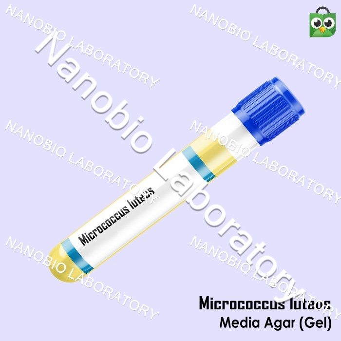 Jual Isolat Culture Mikroba Micrococcus luteus Media Gel | Shopee Indonesia
