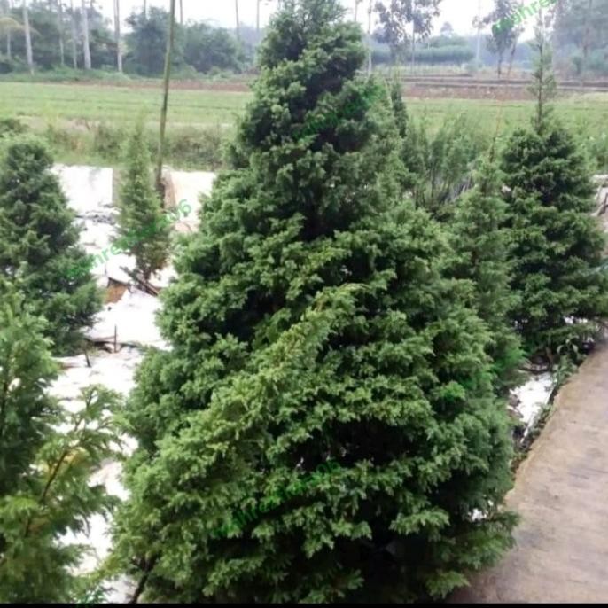 Jual Pohon Cemara Natal Asli Ukuran 2 Meter | Shopee Indonesia