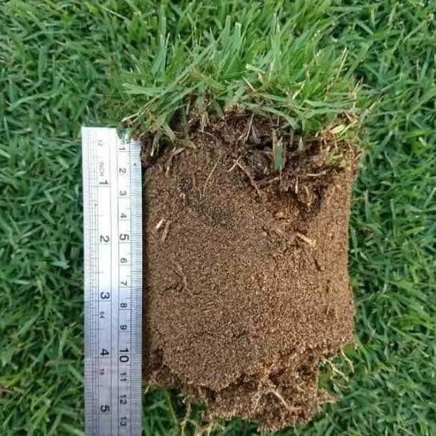 Jual Benih rumput manila 1kg/biji rumput joysia matrella/zoysia COD ...