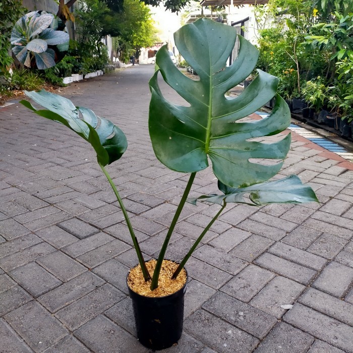 Jual Sale Monstera King/Monstera Deliciosa "King" Size Remaja On Pot ...