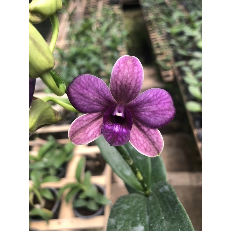 Jual Anggrek berbunga spike Dendrobium Thailand light purple | Shopee ...