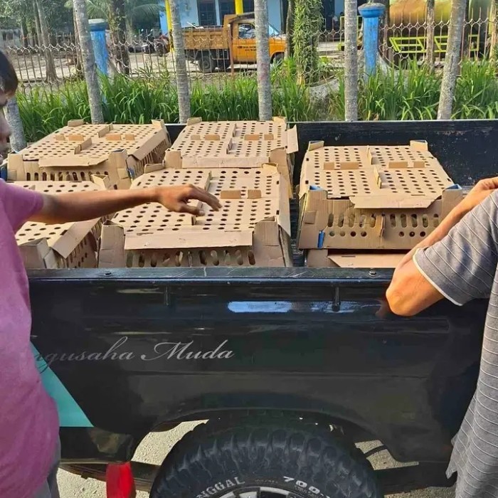 Jual doc ayam/doc ayam potong/bibit doc ayam broiler/bibit doc ayam ...