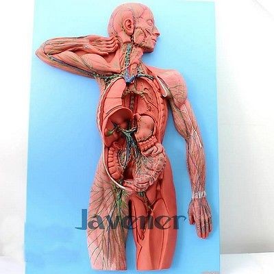 Jual Simulation Human Anatomical Lymphatic System Anatomy Medical Model ...