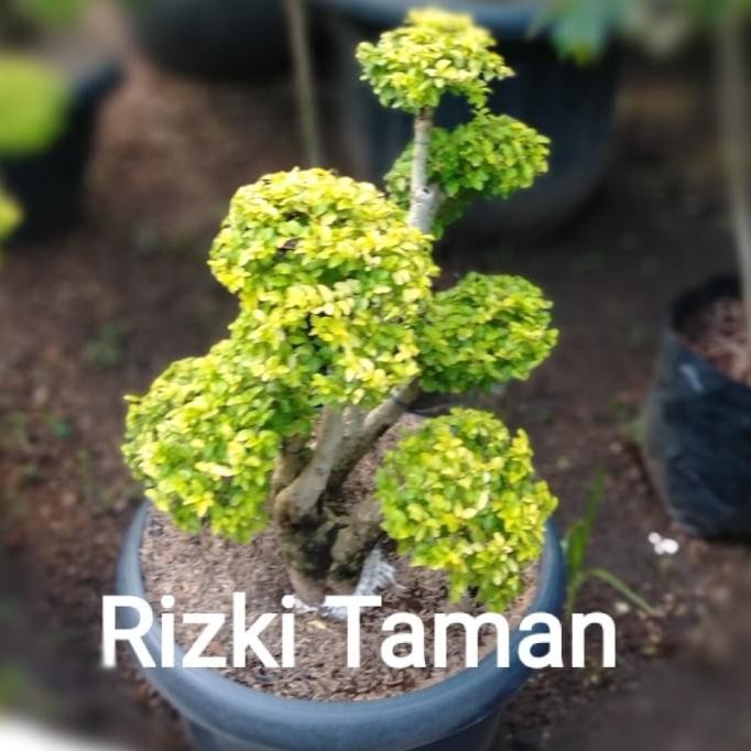 Jual Tanaman Bonsai Legistrum/ ligustrum atau Bonsai Kihujan emas ...