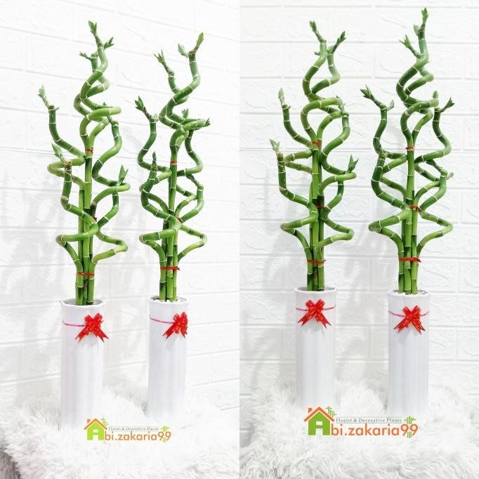 Jual Lucky Bamboo/Bmbu Rejeki/ Bambu Hoki Lilit Spiral T: 80-85 Cm ...