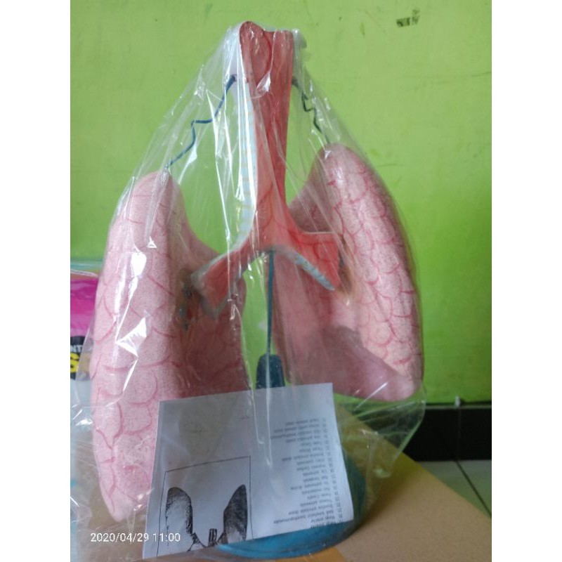 Jual Model Paru-Paru manusia | Shopee Indonesia