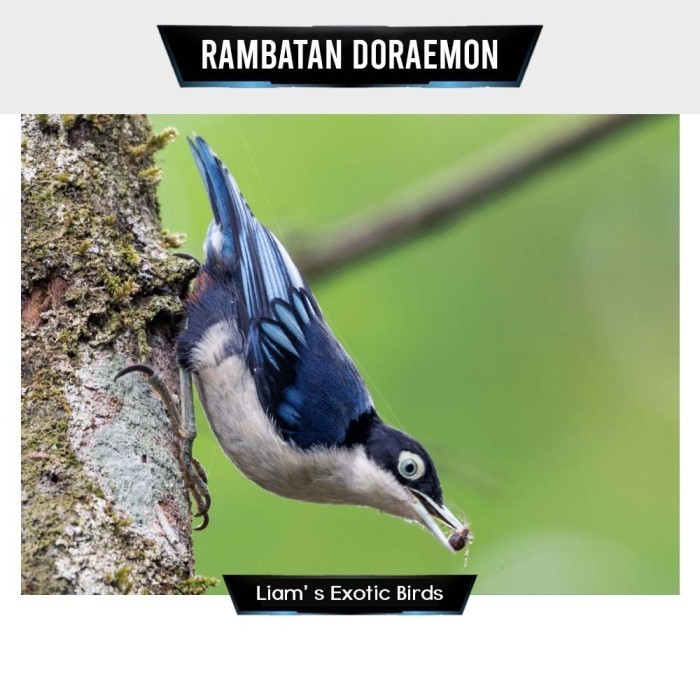Jual burung RMBTN doraemon pilihan | Shopee Indonesia