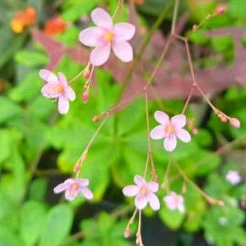 Jual Bunga Sakura Mini. Tanaman Hias Golden Ginseng Korea Variegata ...