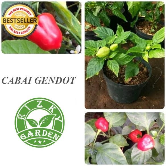 Jual BIBIT POHON TANAMAN BUAH CABAI GENDOT MANTEP | Shopee Indonesia