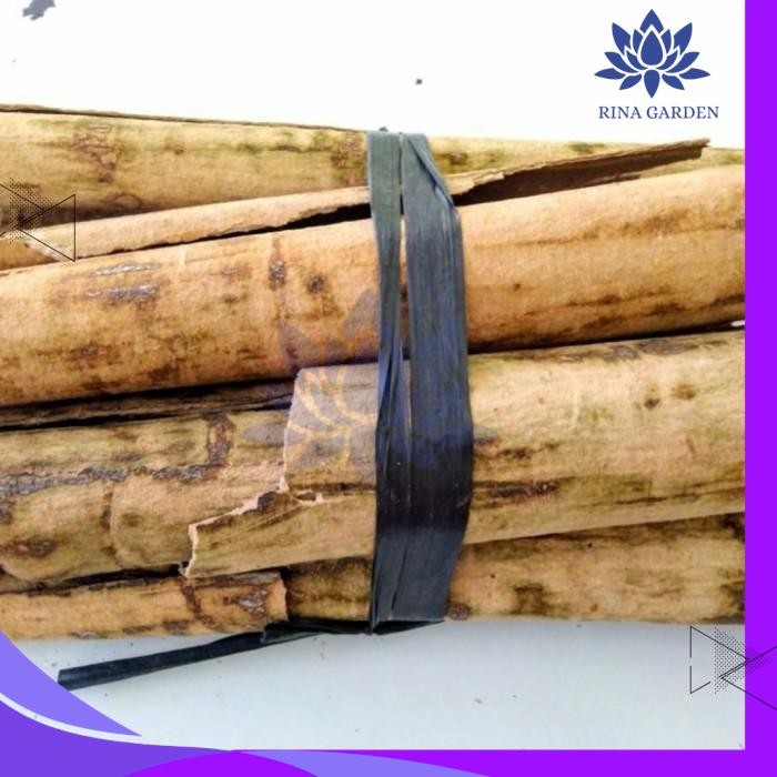 Jual KULIT KAYU PULE 1KG / KULIT BATANG KAYU PULE KERING PRODUK PILIHAN ...