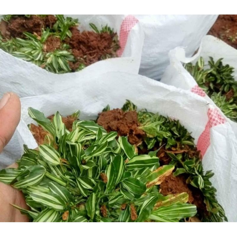 Jual bang kumis garden-rumput gajah mini varigata 1 karung full ...