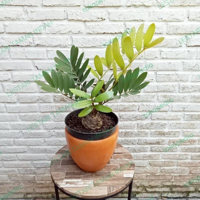 Jual tanaman hias zamia furfuracea pohon sikas zamia tanaman sikas ...
