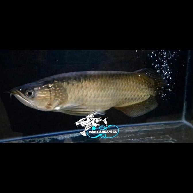 Jual NEW IKAN HIAS IKAN JARDINI ARWANA BATIK AROWANA IRIAN BIG SIZE ...