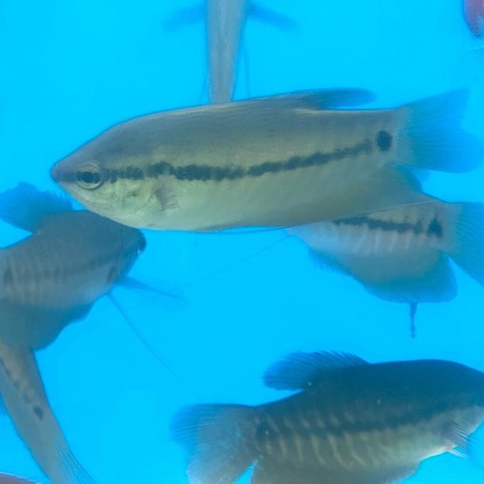 Jual NEW IKAN HIAS IKAN SIAMESE GOURAME TANKMATE IKAN PREDATOR | Shopee ...