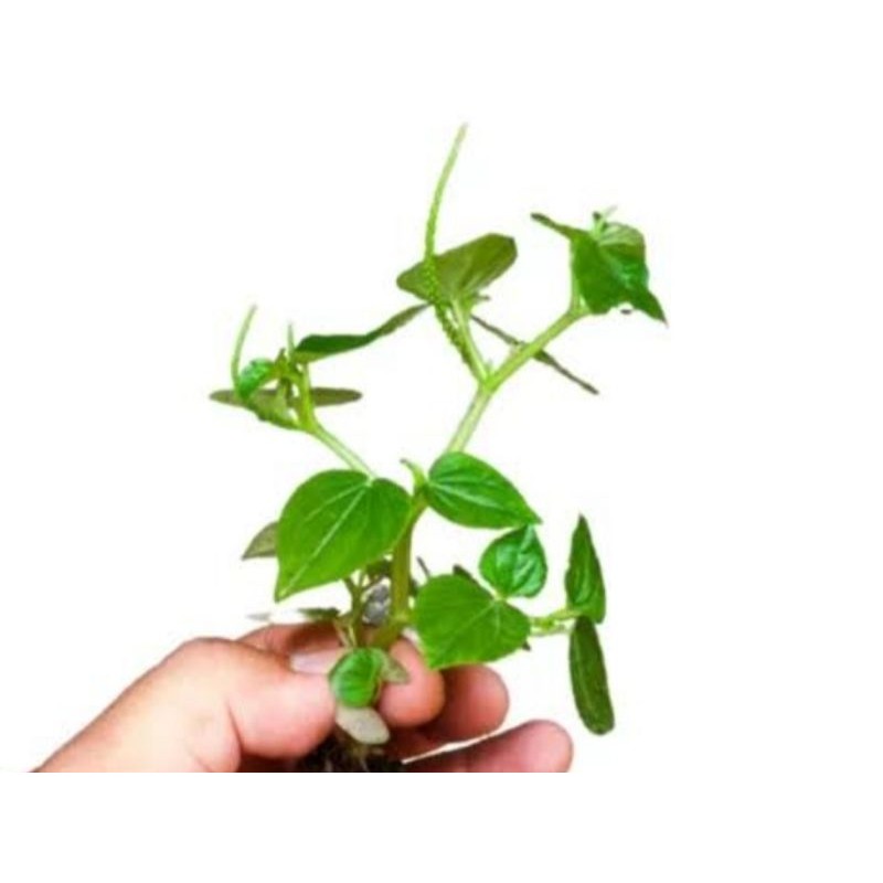 Jual sirih cina ketumpang air suruhan | Shopee Indonesia