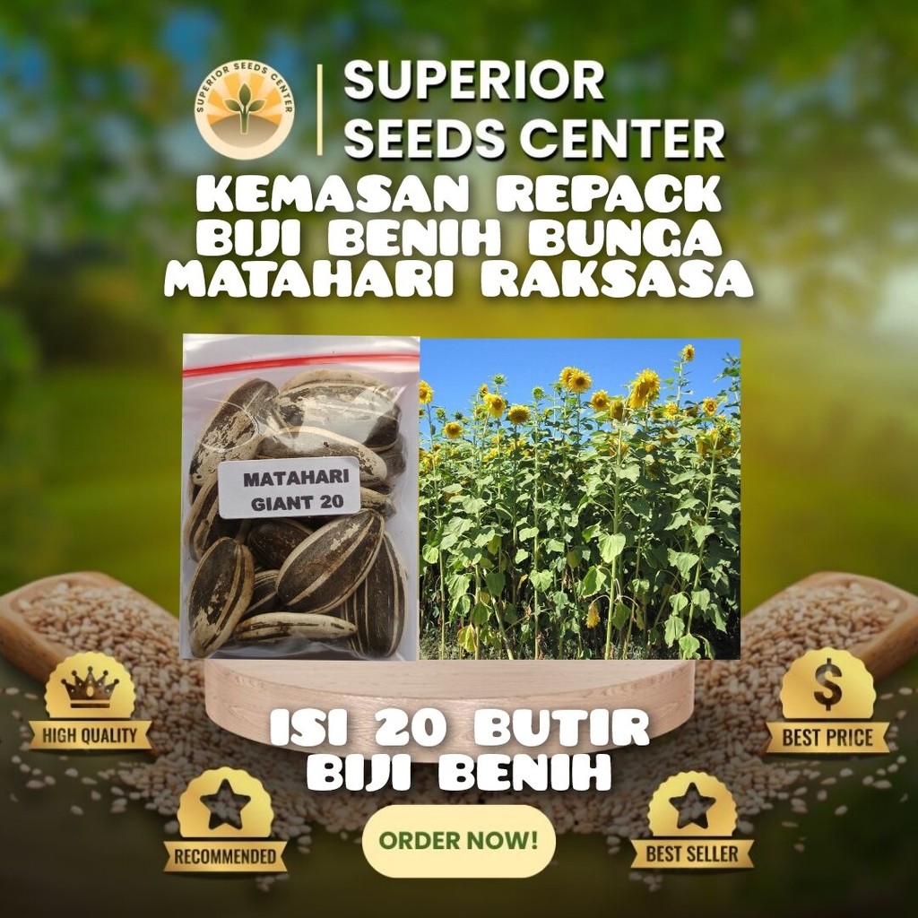 Jual 20 Butir Biji Benih Bunga Matahari Raksasa | American Giant ...