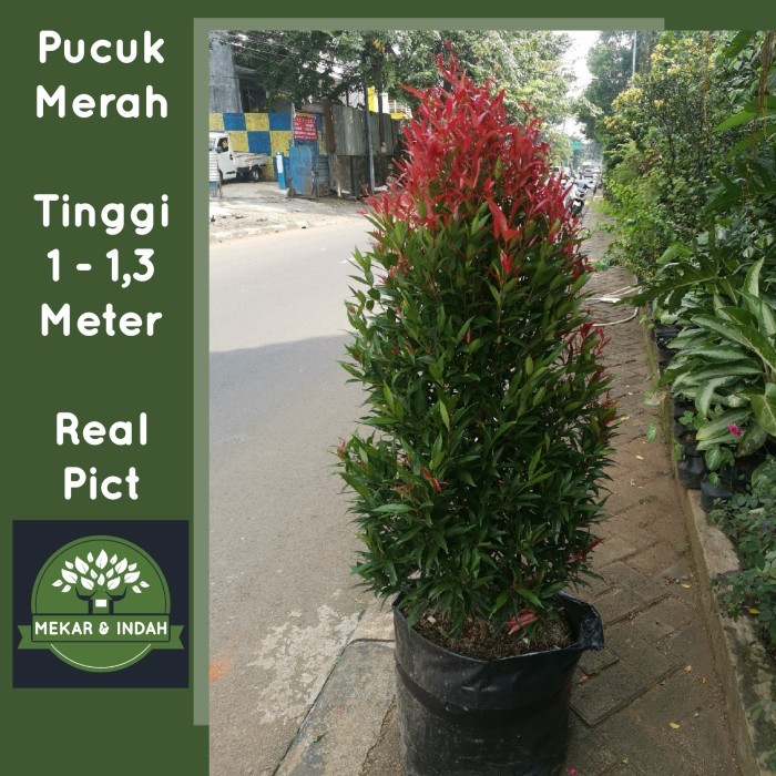 Jual TANAMAN PUCUK MERAH BESAR SUDAH RIMBUN BANGET, PUCUK MERAH ...