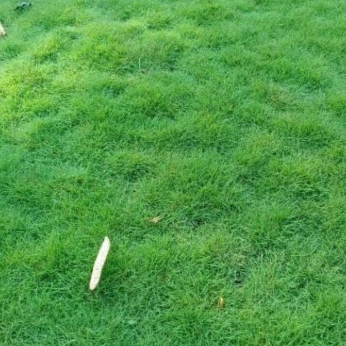 Jual Penanaman rumput jepang dan dolar kecil Bapak Hafis | Shopee Indonesia