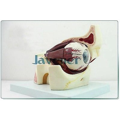 Jual Magnify Human Anatomical Eyeball and Eye Socket Anatomy Medical ...