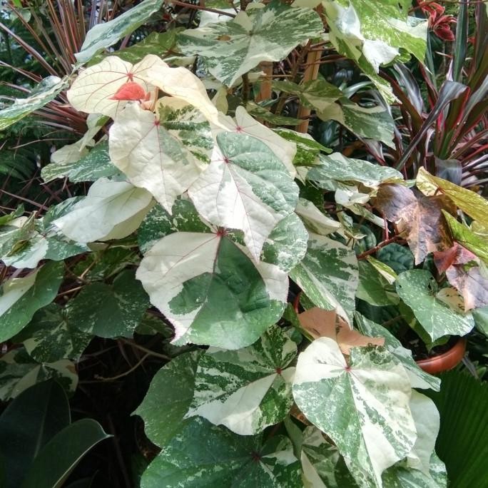 Jual Tanaman Hias Langka Pohon Waru Variegata Super Daun Rimbun ...