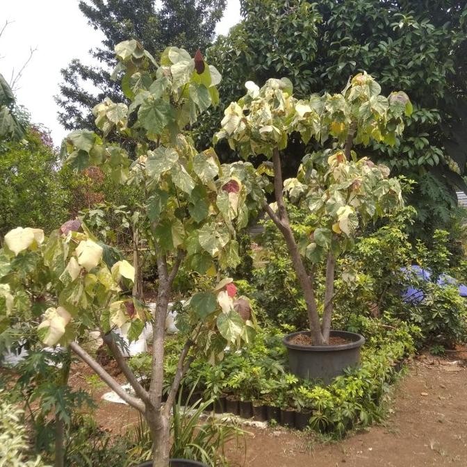 Jual tanaman hias pohon waru parigata | Shopee Indonesia