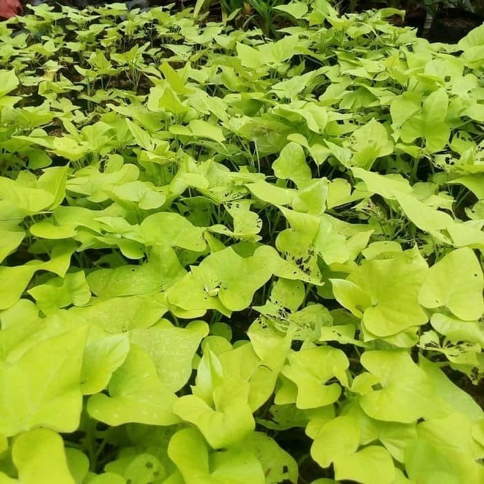 Jual Bibit Tanaman Hias Ubi Kuning - Umbi Umbian - Tanaman Rambat Ubi ...