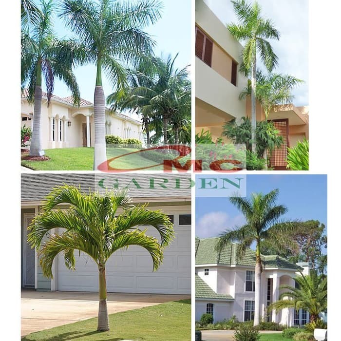 Jual Buah Biji Benih Palm Palem Raja Roystonea Regia 1 Buah Pr-B-01 ...