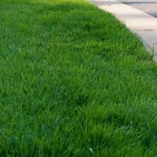 Jual Biji Rumput Jepang-Benih Rumput Taman | Shopee Indonesia
